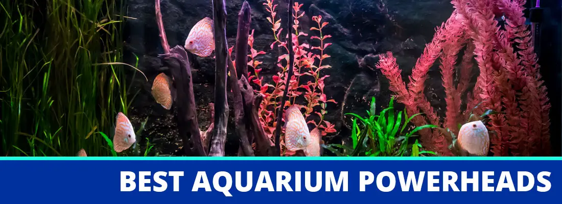Aquarium Powerhead: The 4 Best Reviewed (Saltwater & Freshwater)
