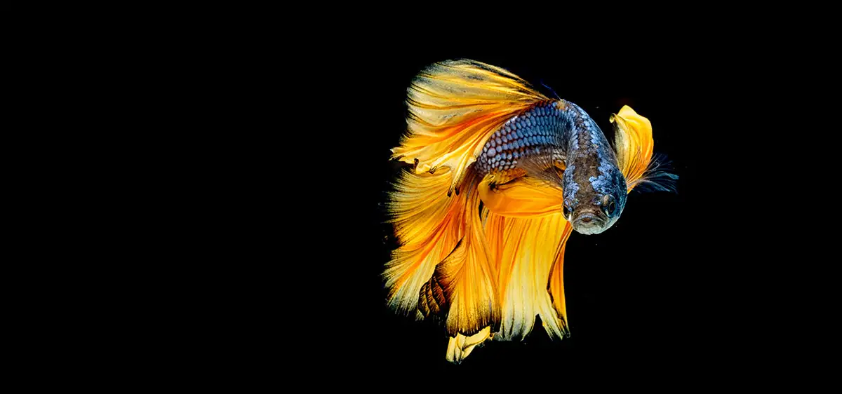How Long Do Betta Fish Live? Siamese Fighting Fish Age Guide