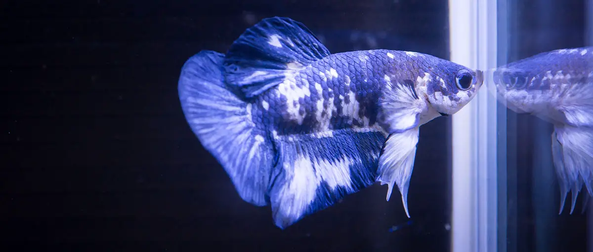 How Long Do Betta Fish Live? Siamese Fighting Fish Age Guide