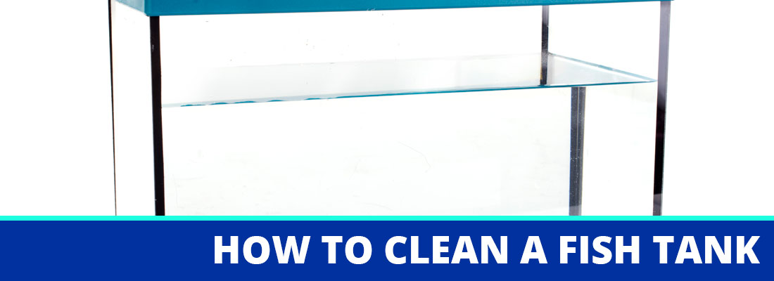 How To Clean A Fish Tank Like A Pro...Without Killing Your Fish