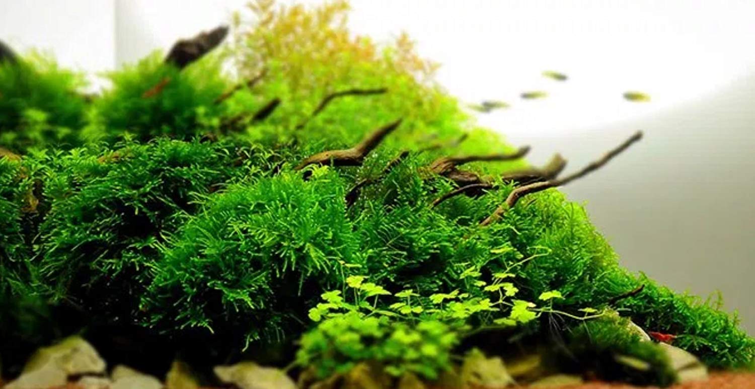 A Guide to the Best Aquarium Moss for Beginners and Experts - VIVOFISH