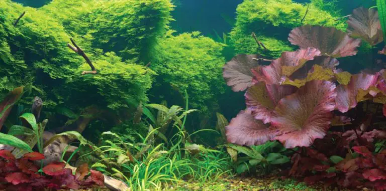 Best Aquarium Backgrounds That Look Great and Are Good for Fish