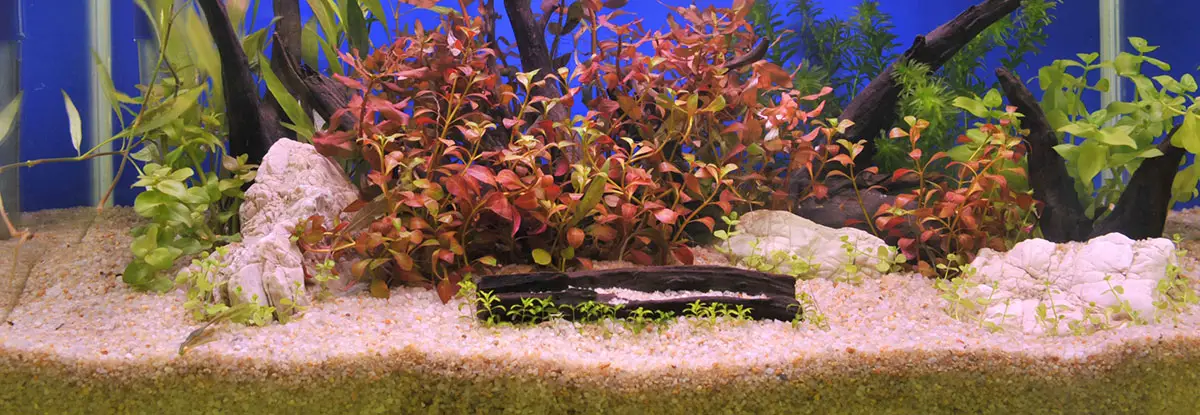 Best Aquarium Sand for Planted, Fresh, and Saltwater Tanks in 2023
