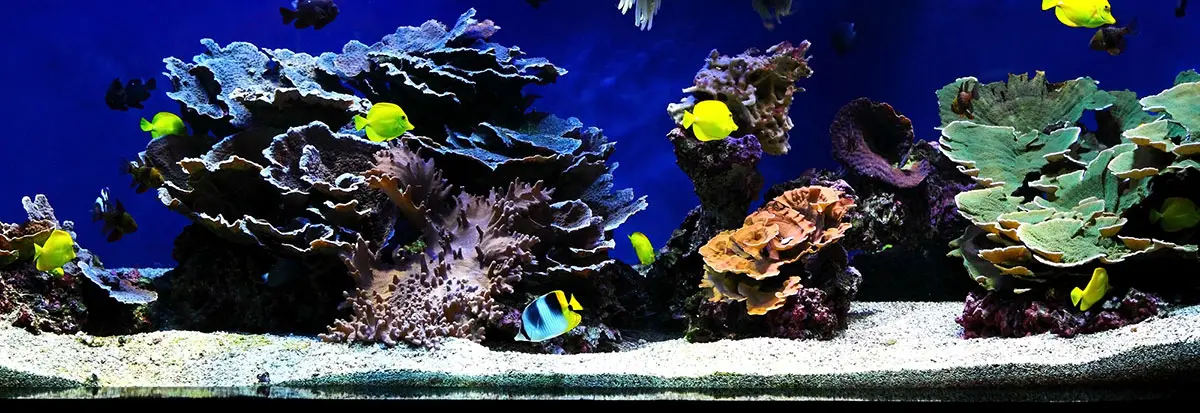 Best Aquarium Sand for Planted, Fresh, and Saltwater Tanks in 2023
