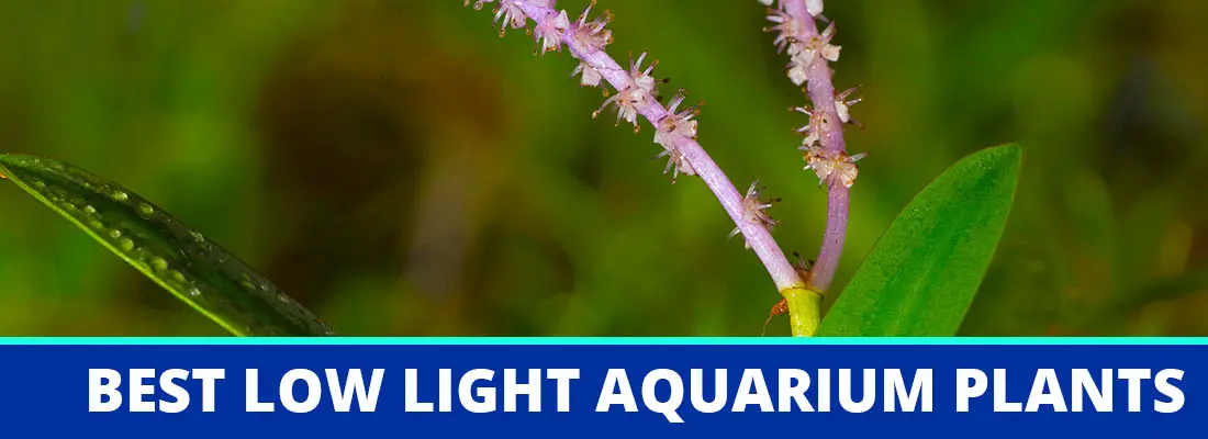 Aquarium Plants for Low Light: A Guide and Reviews for Beginners