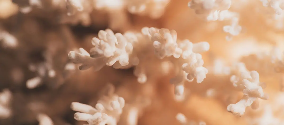 Wave Maker Choices for Your Aquarium in 2025 | Reviews & Ratings