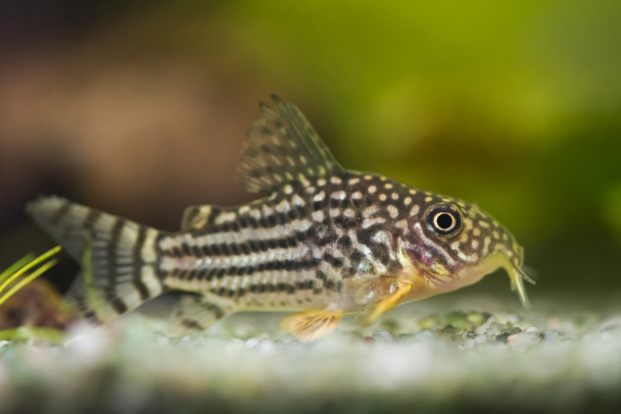 Corydoras Fish Care Guide: Complete Fact Sheet, Breeding, & Behavior