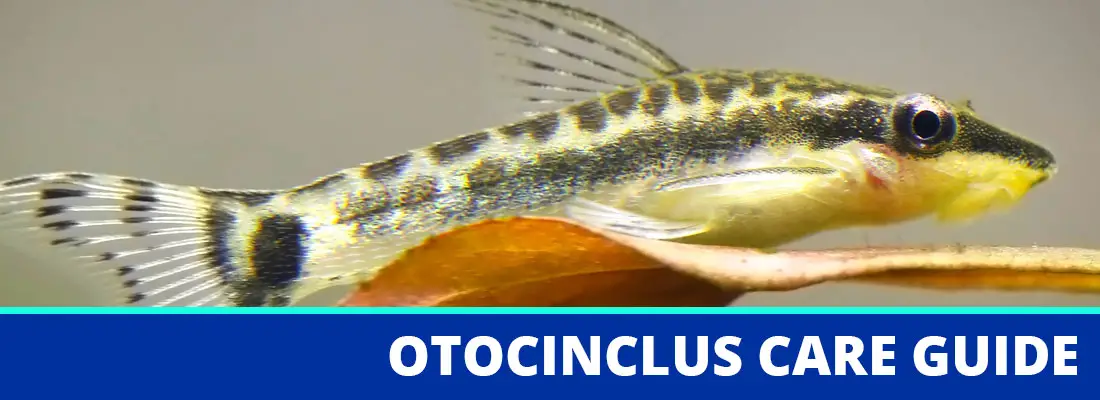 Otocinclus Fish Care Guide: Fact Sheet, Breeding, Behavior