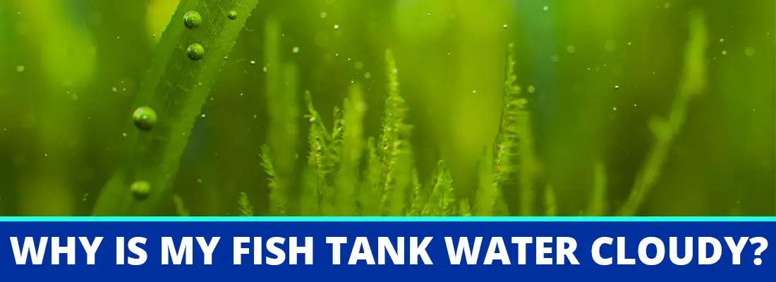 Cloudy Fish Tank Water Causes and Solutions: How to Fix It!