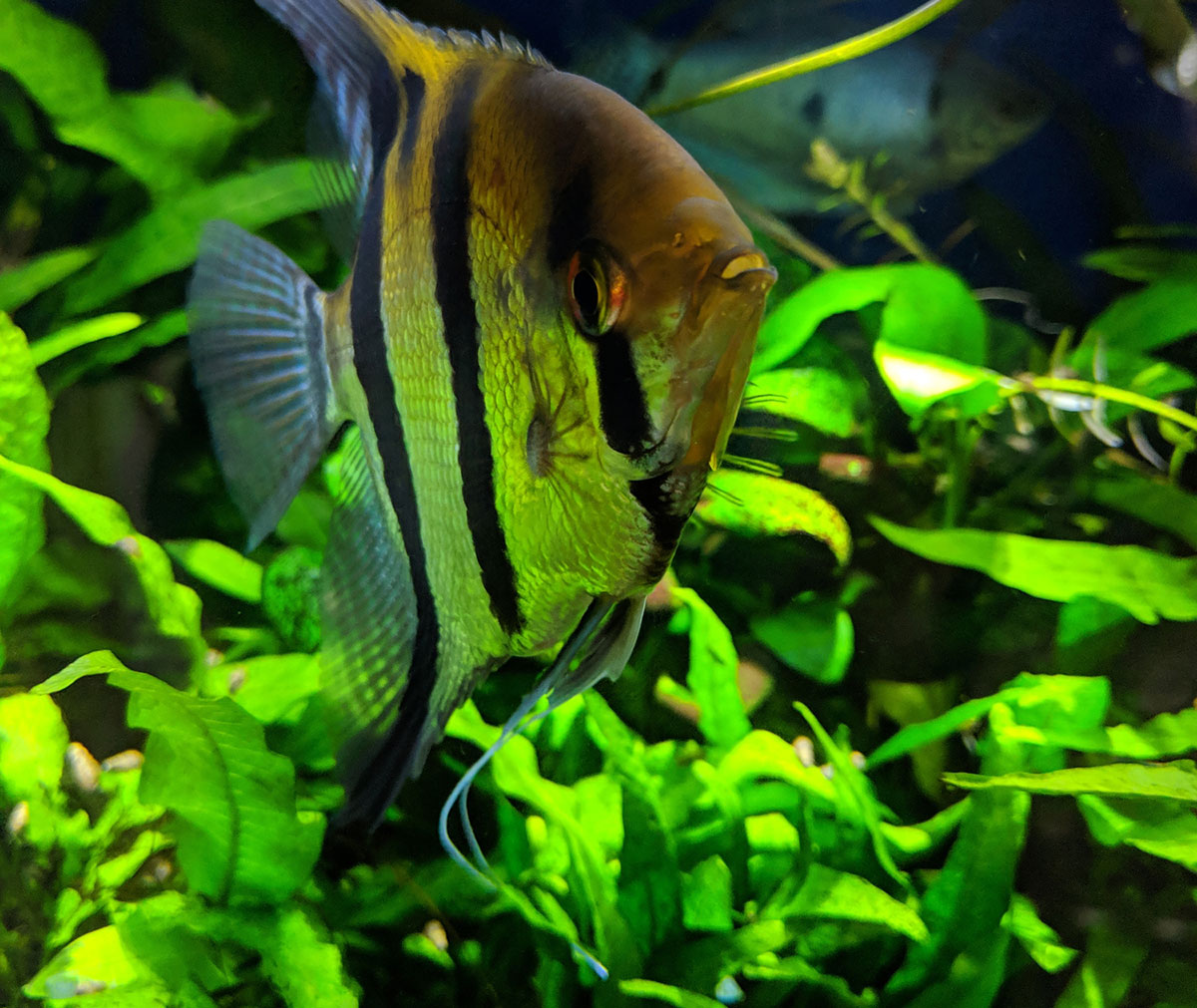 Java Fern Plant Care Guide: Growth, Maintenance, Benefits & Profile