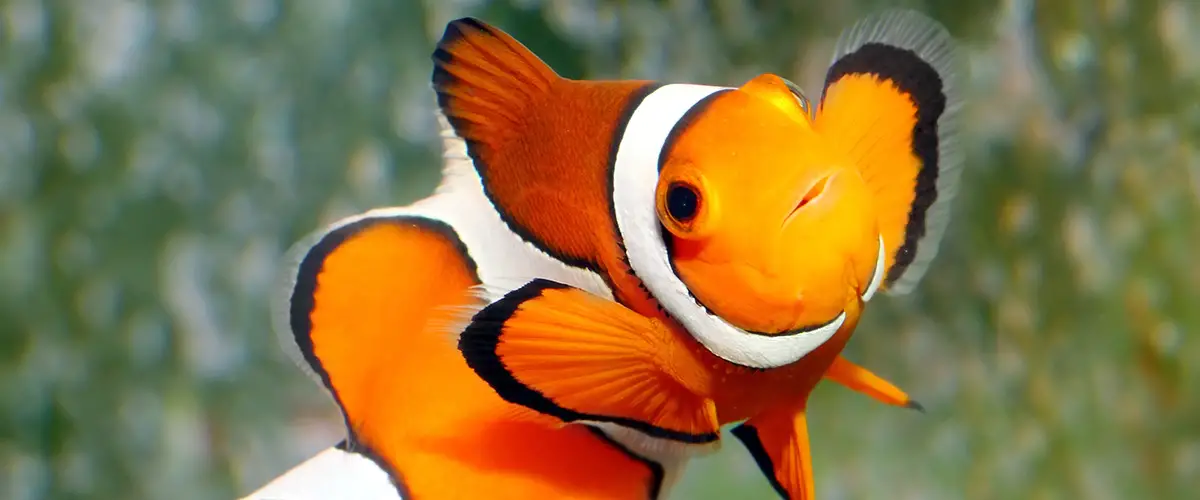 Best Saltwater Fish for Nano Tank: Top 15 Small Saltwater Fish