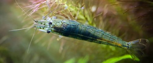 The Amano Shrimp Care Guide: Fact Sheet, Breeding, Behavior, and More