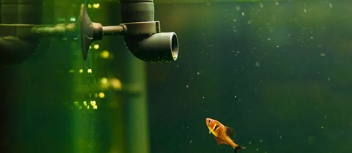 The Best Return Pumps for Fish Tanks | Reviews for 2024