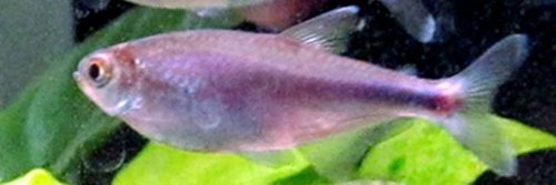 Types of Tetras: Top 35 Species with Fact Sheets & Care Guides