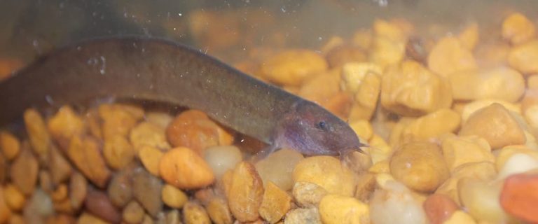 Kuhli Loach Fish Care Guide: Fact Sheet, Breeding, Behavior