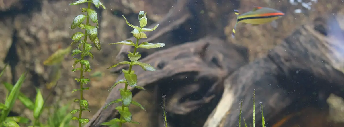 The Best Return Pumps for Fish Tanks | Reviews for 2024