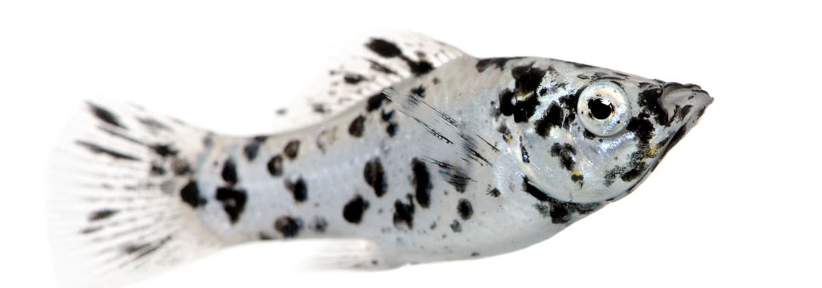 Molly Fish Care Guide: Complete Fact Sheet, Breeding, Behavior, & More