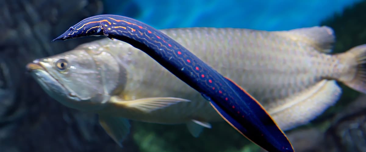 Freshwater Eels Care Guide: Fact Sheet, Breeding, Behavior