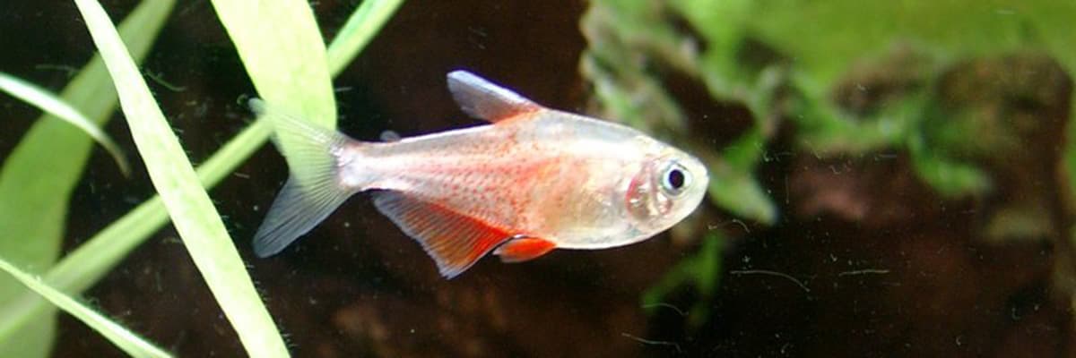 Types of Tetras: Top 35 Species with Fact Sheets & Care Guides