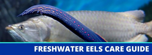 Freshwater Eels Care Guide: Fact Sheet, Breeding, Behavior