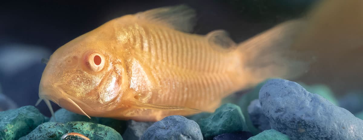 Siamese Algae Eater Fish Care Guide: Fact Sheet, Breeding, Behavior