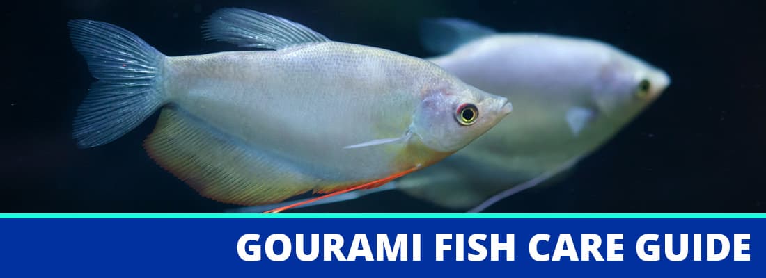 Gourami Fish Care Guide: Fact Sheet, Breeding, Behavior