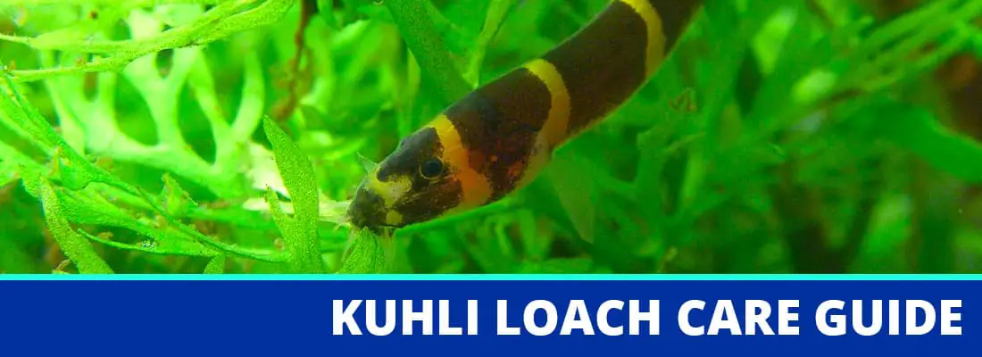 Kuhli Loach Fish Care Guide: Fact Sheet, Breeding, Behavior