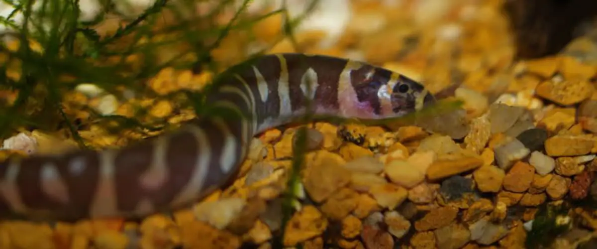 Kuhli Loach Fish Care Guide: Fact Sheet, Breeding, Behavior