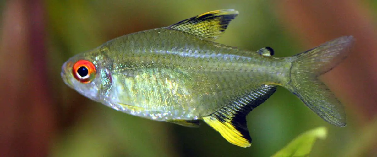 Types of Tetras: Top 35 Species with Fact Sheets & Care Guides
