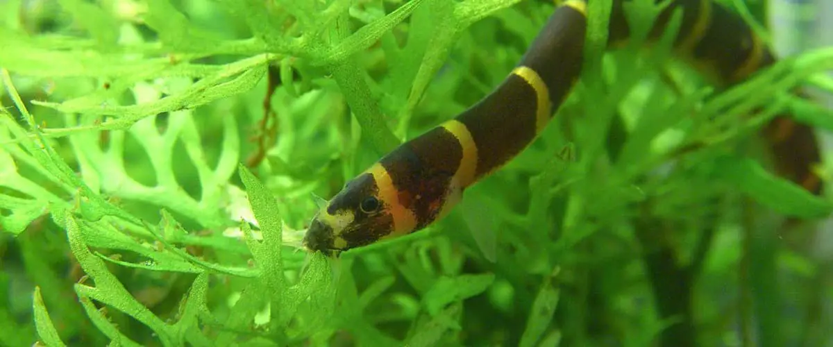 Kuhli Loach Fish Care Guide: Fact Sheet, Breeding, Behavior