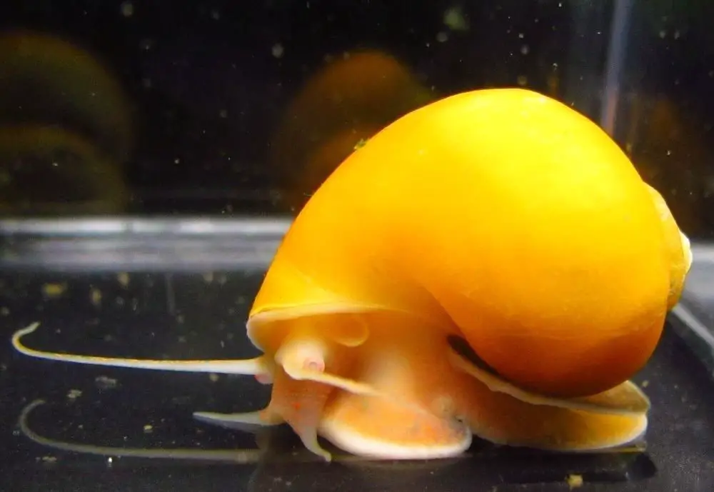 Mystery Snail Care Guide: Fact Sheet, Breeding, Behavior