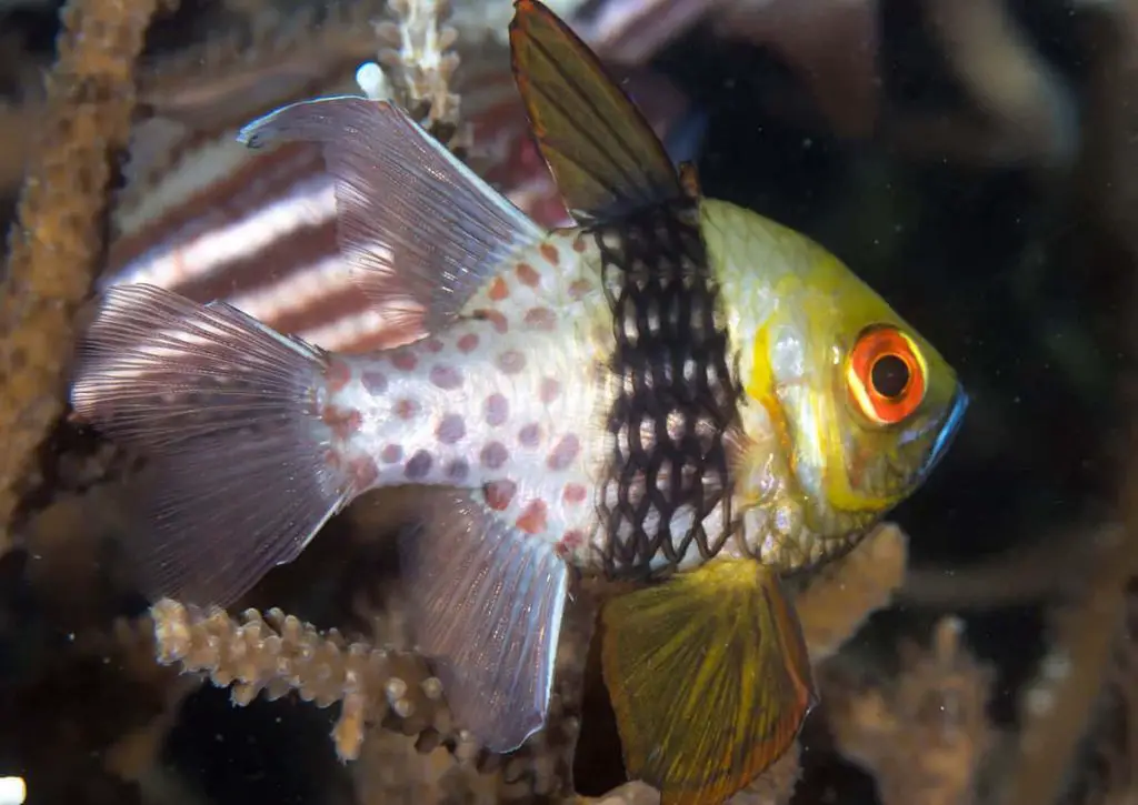 Best Saltwater Fish for Nano Tank: Top 15 Small Saltwater Fish