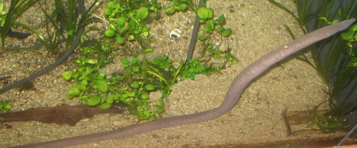 Freshwater Eels Care Guide: Fact Sheet, Breeding, Behavior