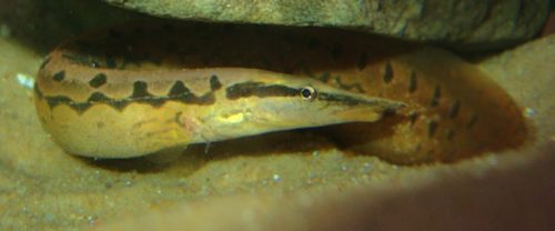 Freshwater Eels Care Guide: Fact Sheet, Breeding, Behavior