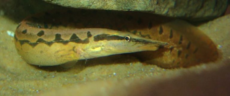 Freshwater Eels Care Guide: Fact Sheet, Breeding, Behavior