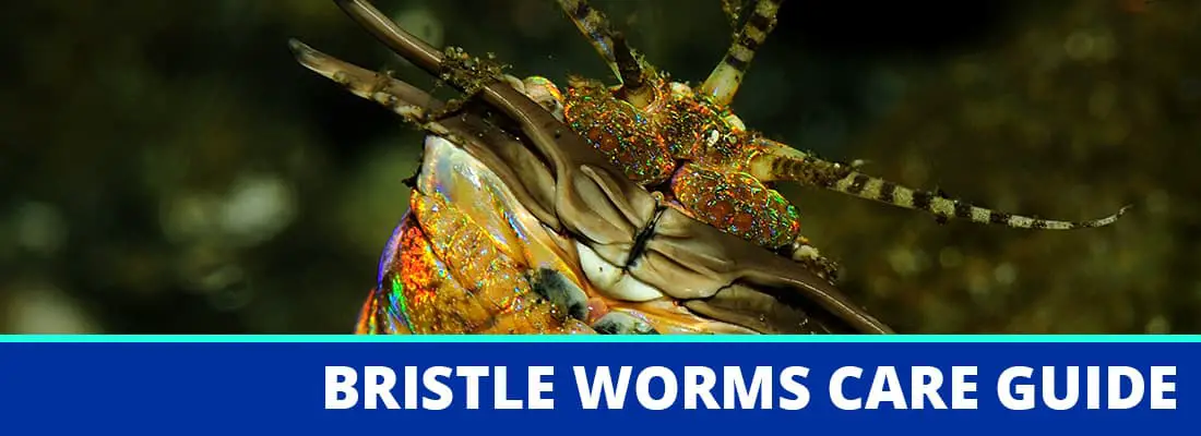 Bristle Worms in Aquariums: Facts + Should You Remove Them?