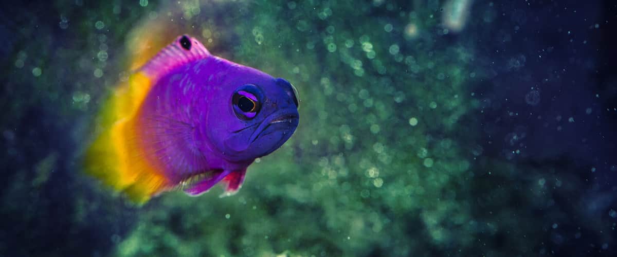 Saltwater Fish Tank: Your Step-by-Step For Setting Up a New Reef Tank