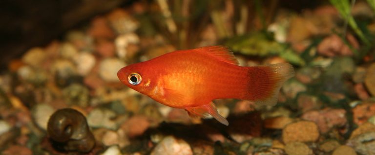 Platy Fish Care Guide: Fact Sheet, Breeding, & Behavior