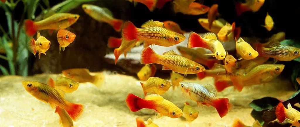 Platy Fish Care Guide: Fact Sheet, Breeding, & Behavior