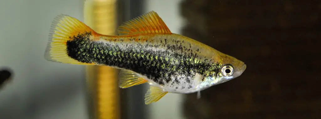 Platy Fish Care Guide: Fact Sheet, Breeding, & Behavior