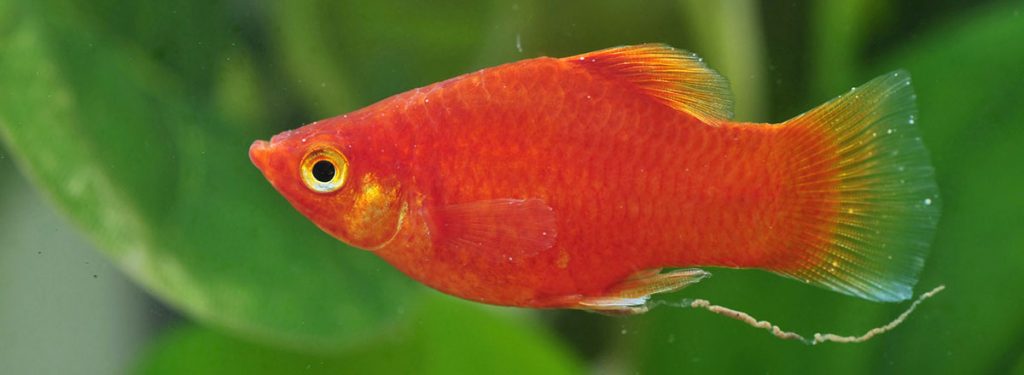 Platy Fish Care Guide: Fact Sheet, Breeding, & Behavior