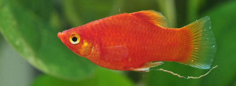 Platy Fish Care Guide: Fact Sheet, Breeding, & Behavior