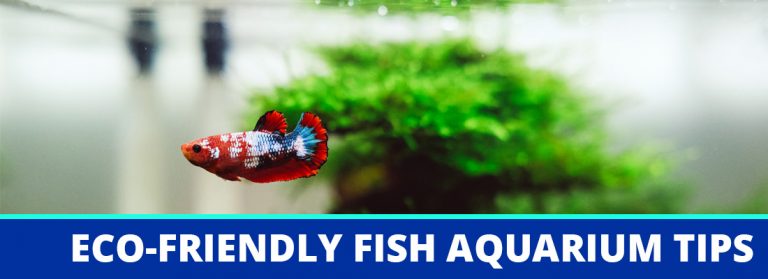 The Ultimate Guide to Building an Eco-Friendly Aquarium - VIVOFISH