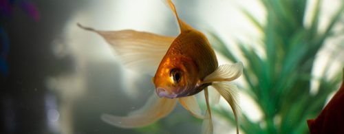 How Long Do Goldfish Live? A Guide to Goldfish LifeSpan - VIVOFISH