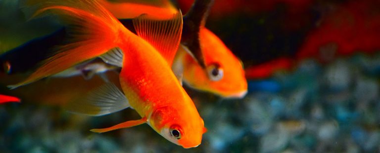 How Long Do Goldfish Live? A Guide to Goldfish LifeSpan - VIVOFISH