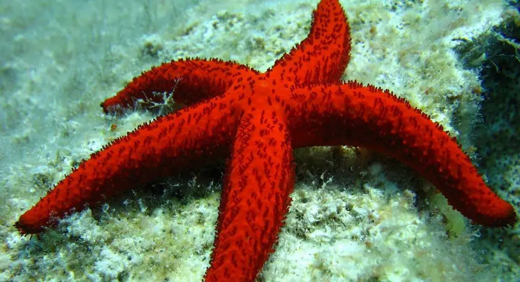 What Do Starfish Eat? A Guide to Starfish Feeding - VIVOFISH