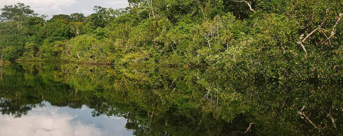 Blackwater Aquarium Guide: Setting Up Your Own Blackwater Biotope ...