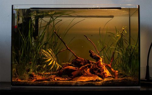 Blackwater Aquarium Guide: Setting Up Your Own Blackwater Biotope ...