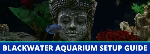 Blackwater Aquarium Guide: Setting Up Your Own Blackwater Biotope ...