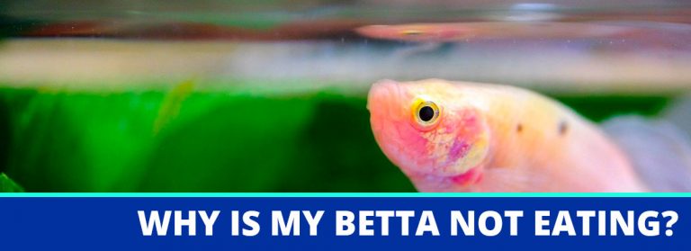 Why Your Betta Fish Is Not Eating And How To Solve It - VIVOFISH